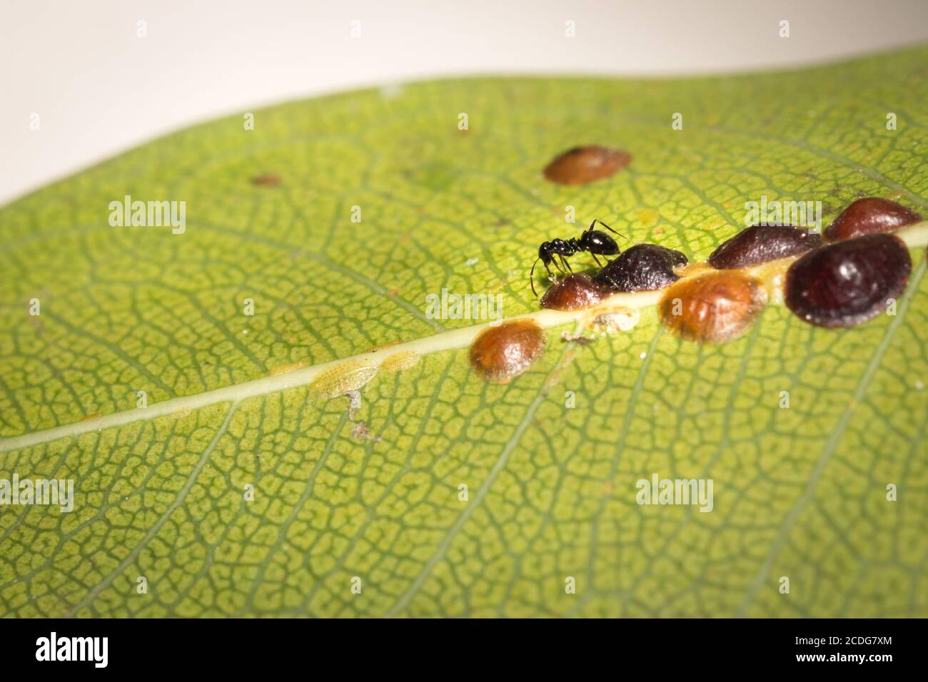 Small black ants farming brown Scale bugs on a plant stem, Cape Town ...