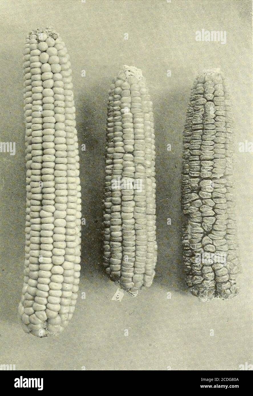 . Inheritance in maize . a. P2, Fi, and F2 seeds from cross between No ...