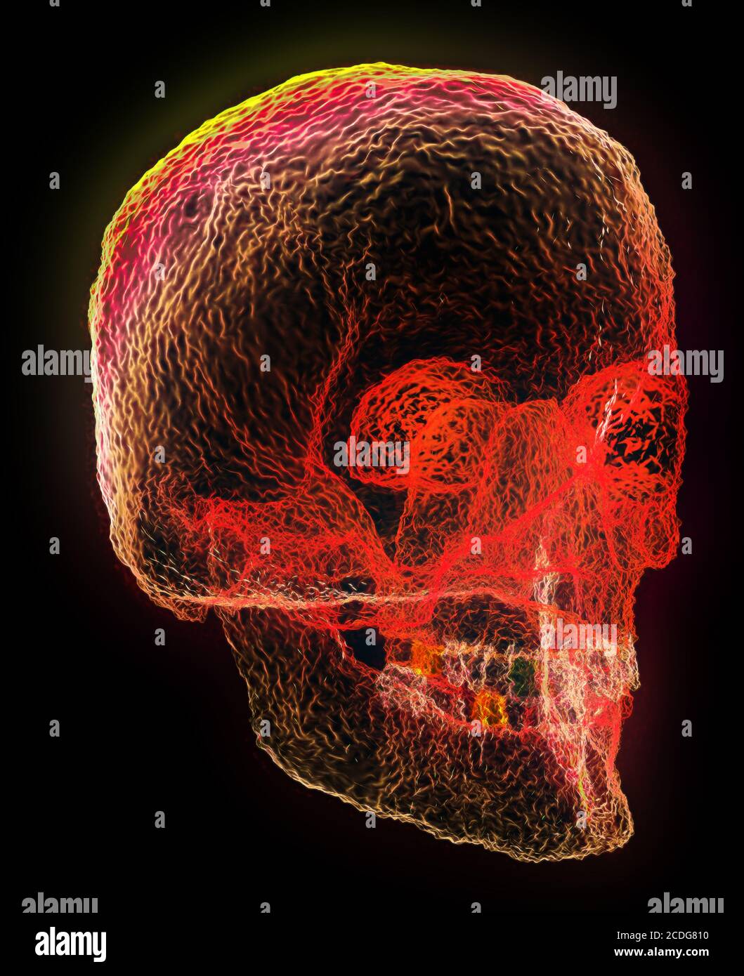 Skull shape hi-res stock photography and images - Alamy