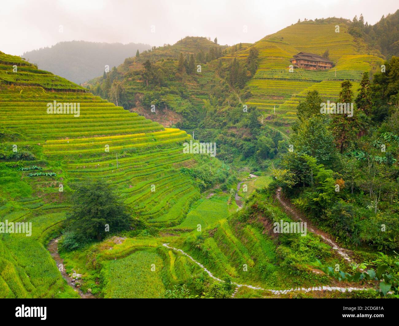 Green rice terrace fields in summer, China Stock Photo - Alamy
