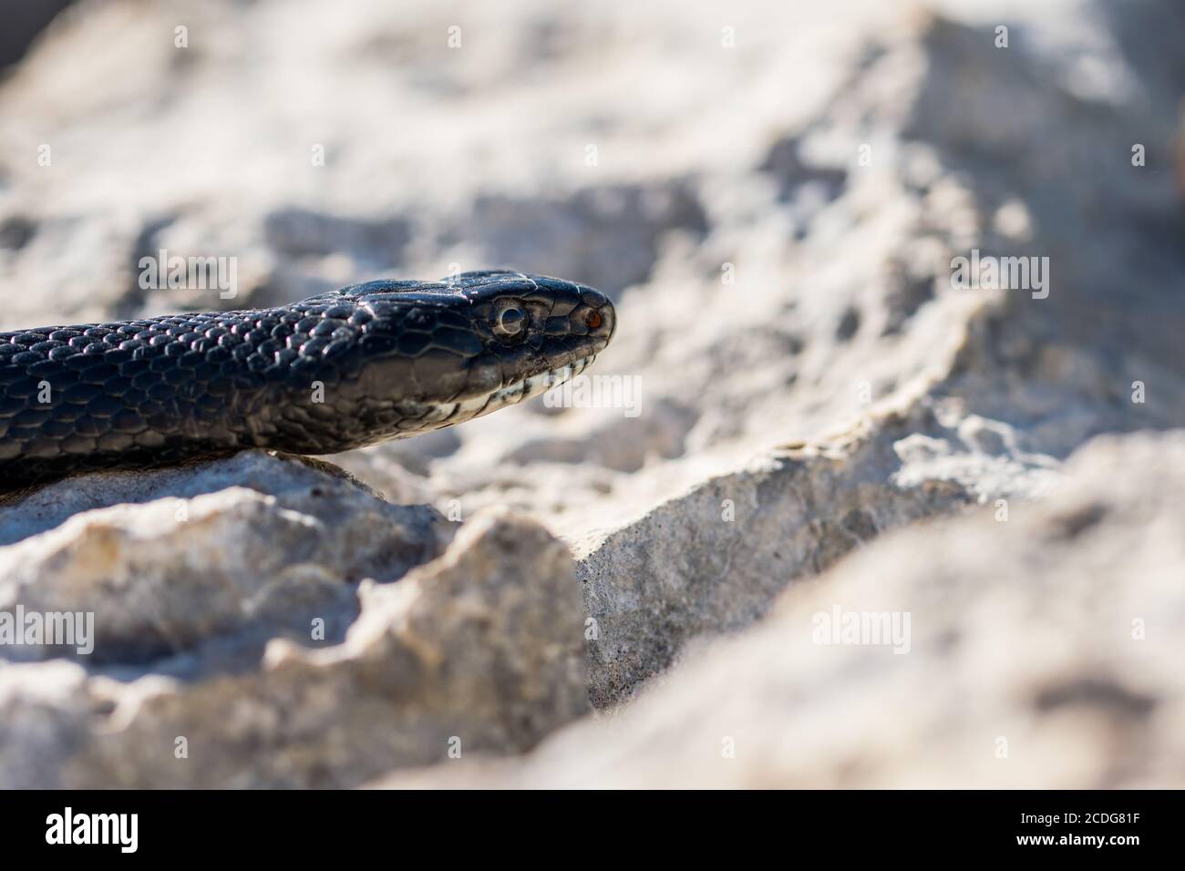 Maltese snakes hi-res stock photography and images - Alamy