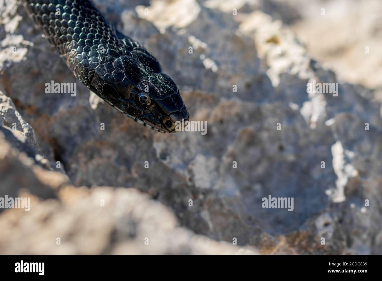 Maltese snakes hi-res stock photography and images - Alamy