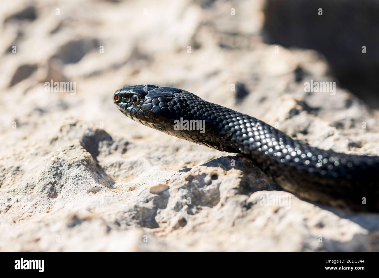 Maltese snakes hi-res stock photography and images - Alamy