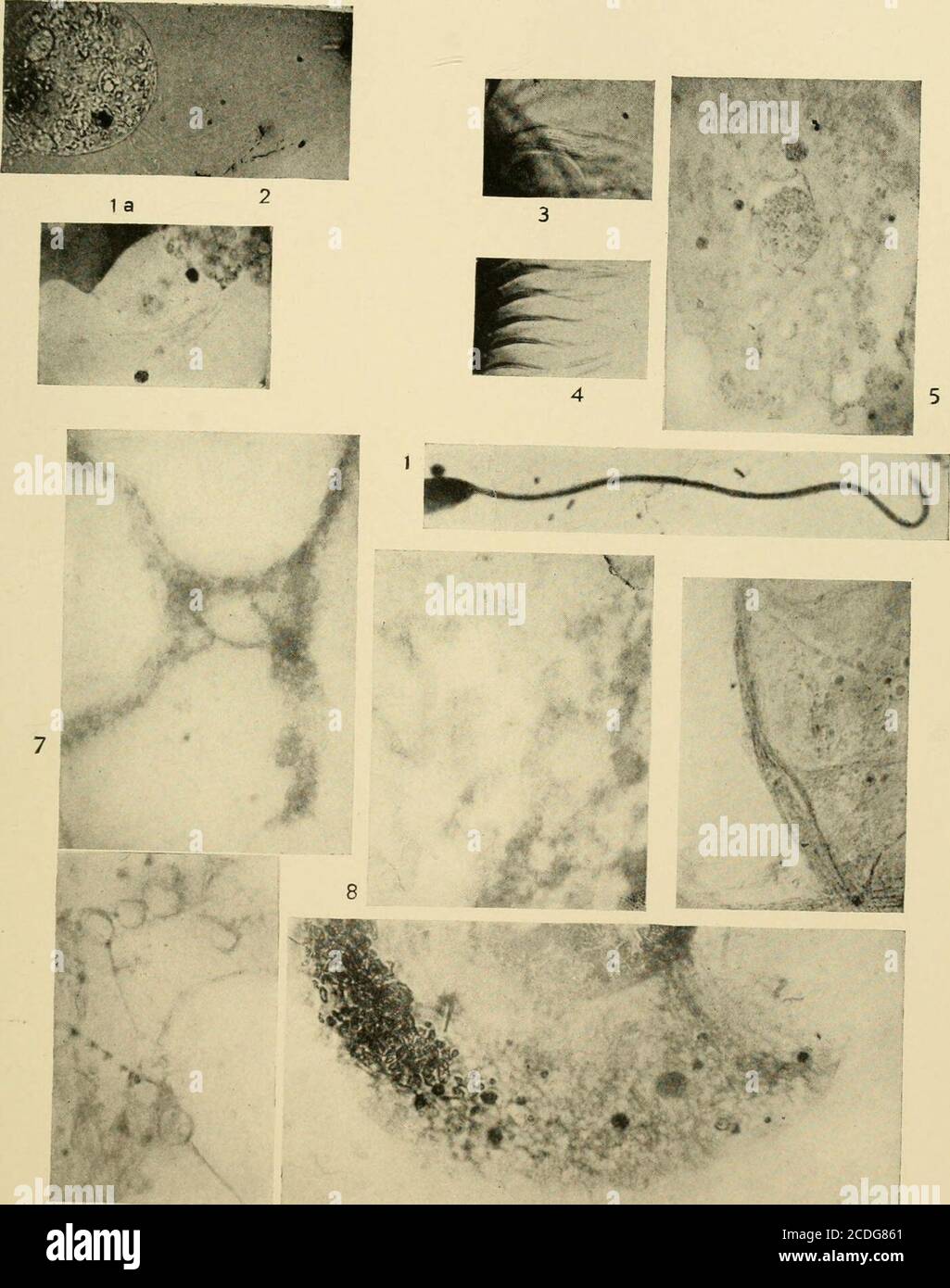 . Journal of morphology . fHE JOCRXAL OF MORPHOLOGY. VOL. XX, NO. 2 ...