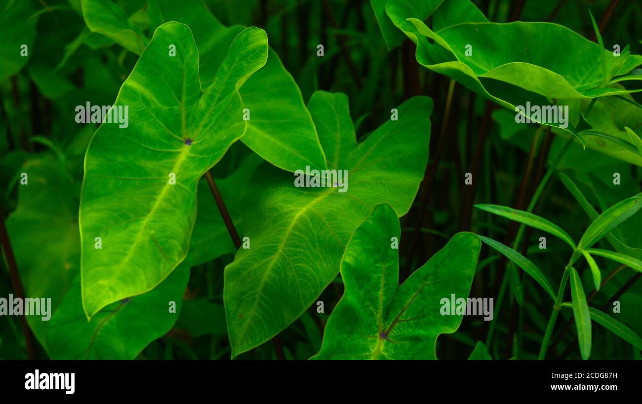The picture of colocasia esculenta (alocasia) or taro. Local name of ...