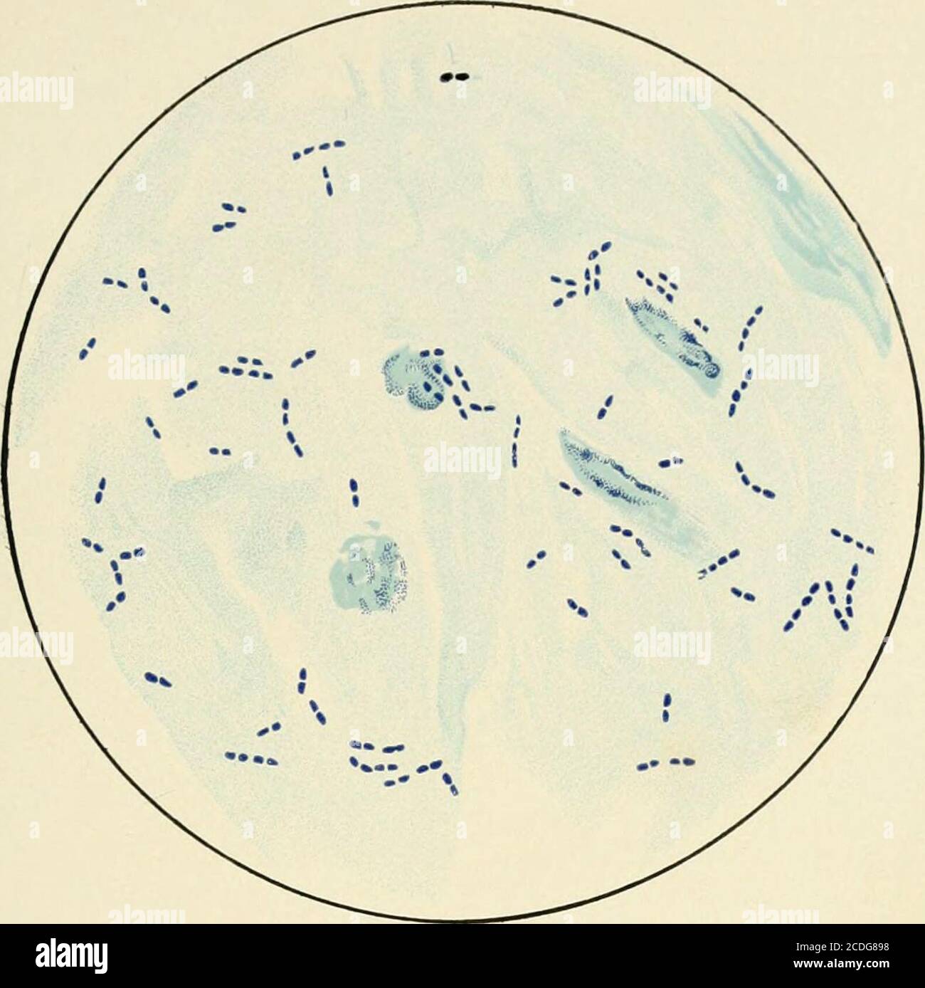 Diplobacillus hi-res stock photography and images - Alamy
