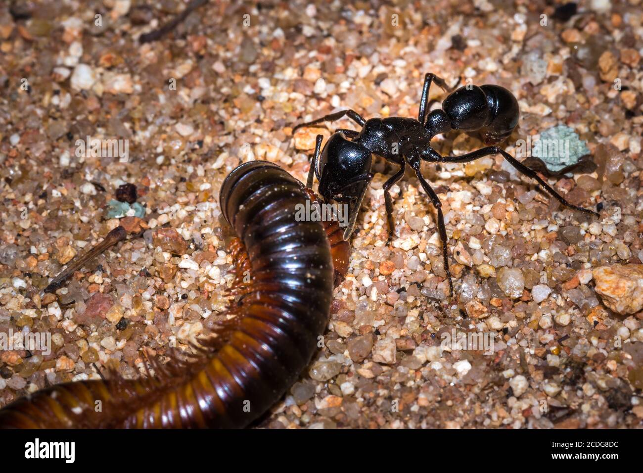 African stink Ant (pachycondyla tarsata) attacking a red millipede ...