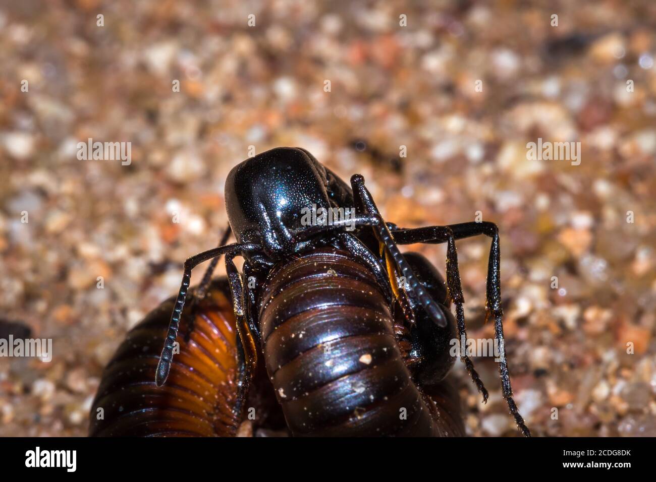 African stink ant hi-res stock photography and images - Alamy