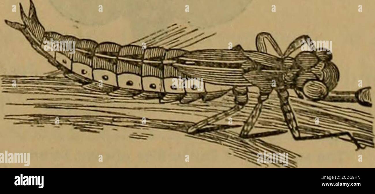 . Insects, injurious and beneficial, their natural history and ...