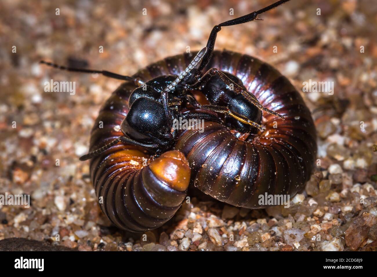 African stink Ant (pachycondyla tarsata) attacking a red millipede ...