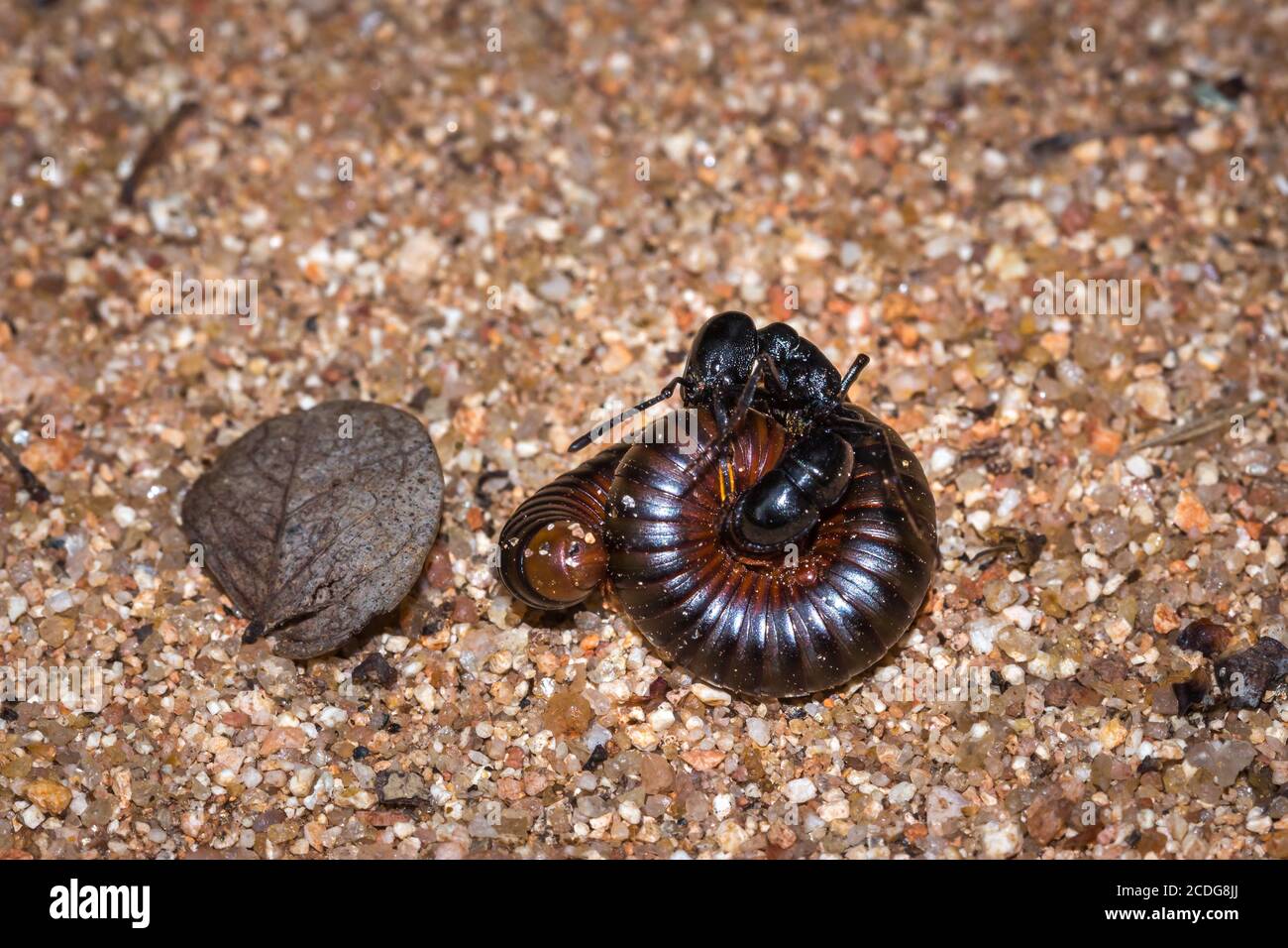 African stink Ant (pachycondyla tarsata) attacking a red millipede ...