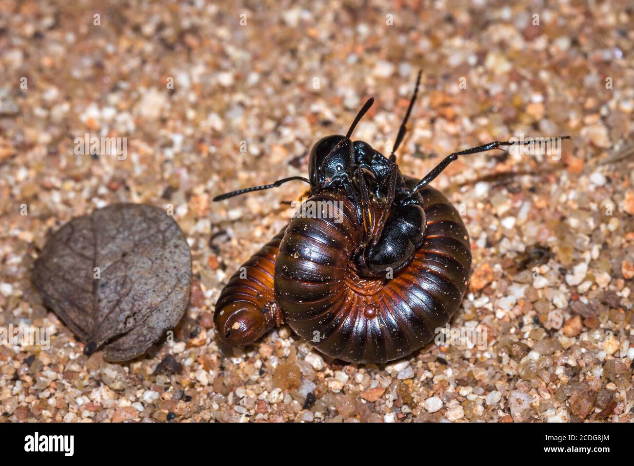 African stink Ant (pachycondyla tarsata) attacking a red millipede ...