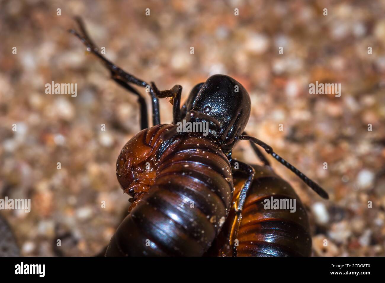 Pachycondyla hi-res stock photography and images - Alamy