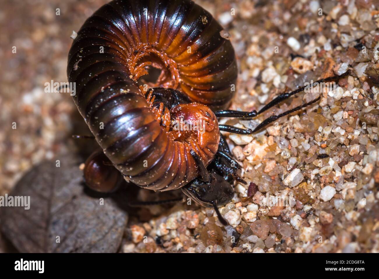 African stink Ant (pachycondyla tarsata) attacking a red millipede ...