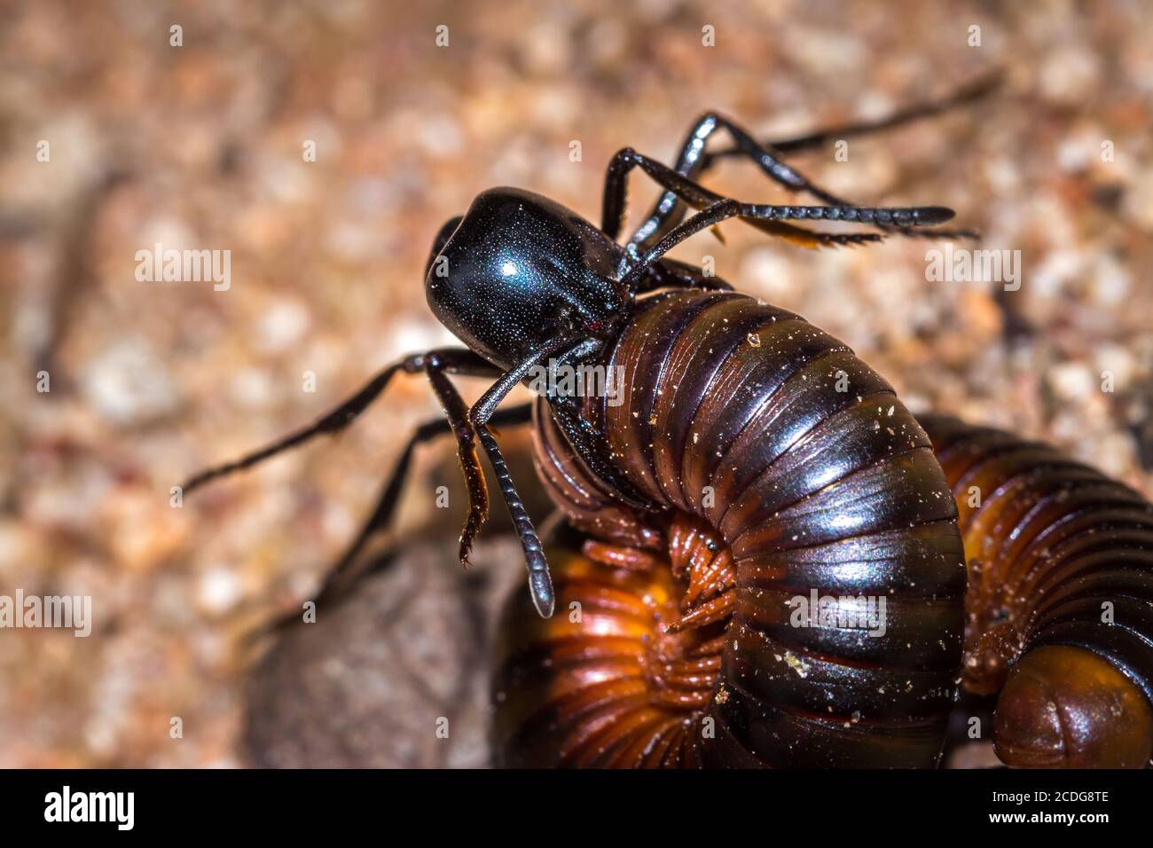 African stink Ant (pachycondyla tarsata) attacking a red millipede ...
