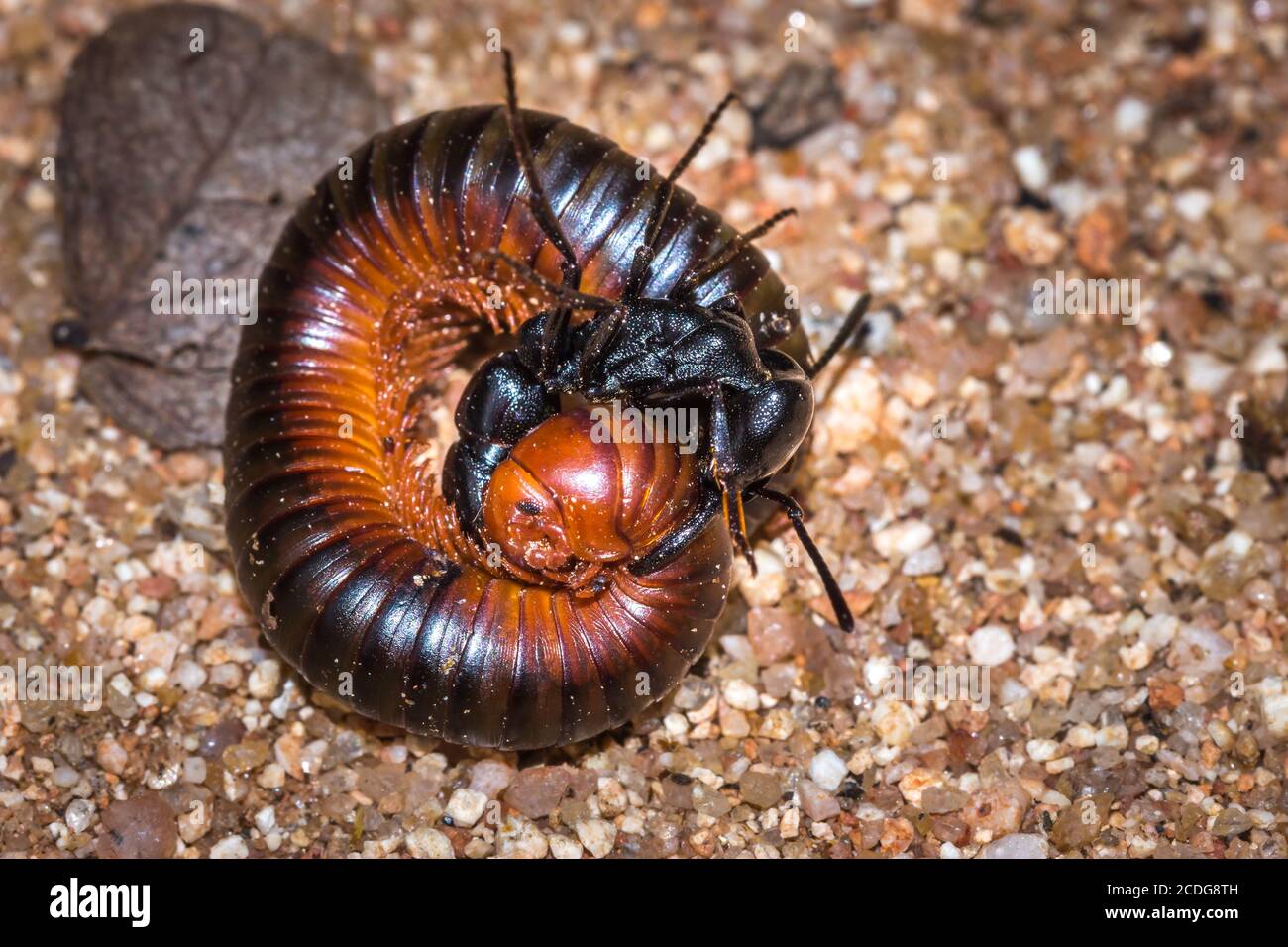 African stink Ant (pachycondyla tarsata) attacking a red millipede ...