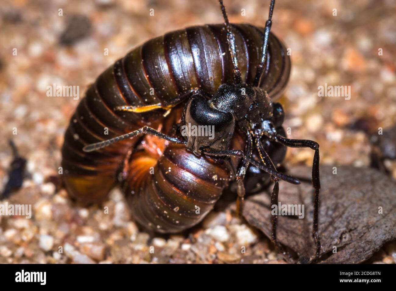 African stink Ant (pachycondyla tarsata) attacking a red millipede ...