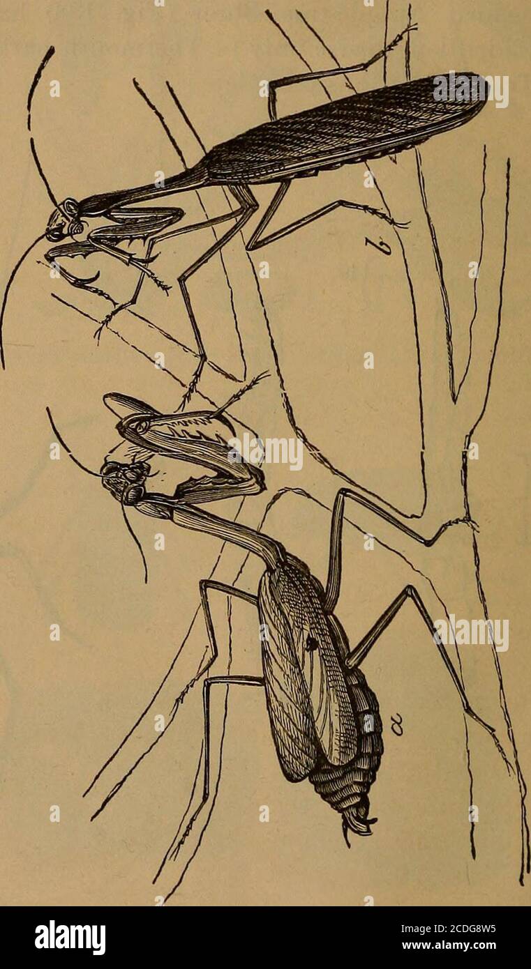 Striped cucumber beetle hi-res stock photography and images - Alamy