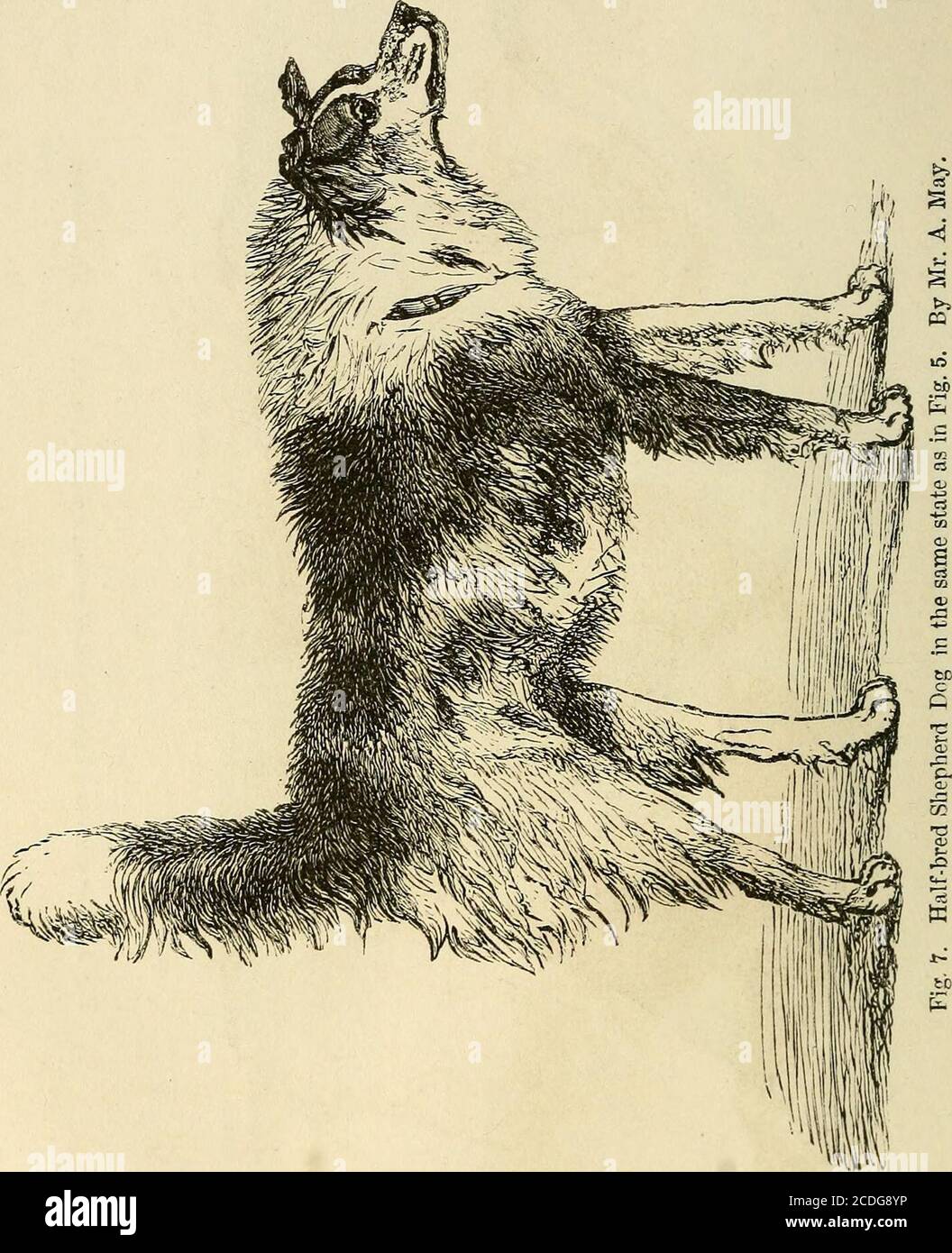 . The expression of the emotions in man and animals . 64 Tat PEINCIPLfi ...