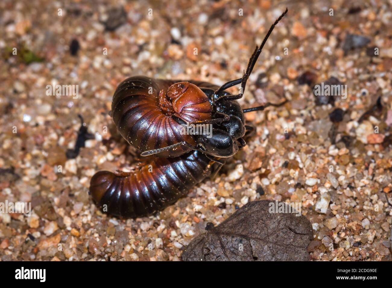 African stink Ant (pachycondyla tarsata) attacking a red millipede ...