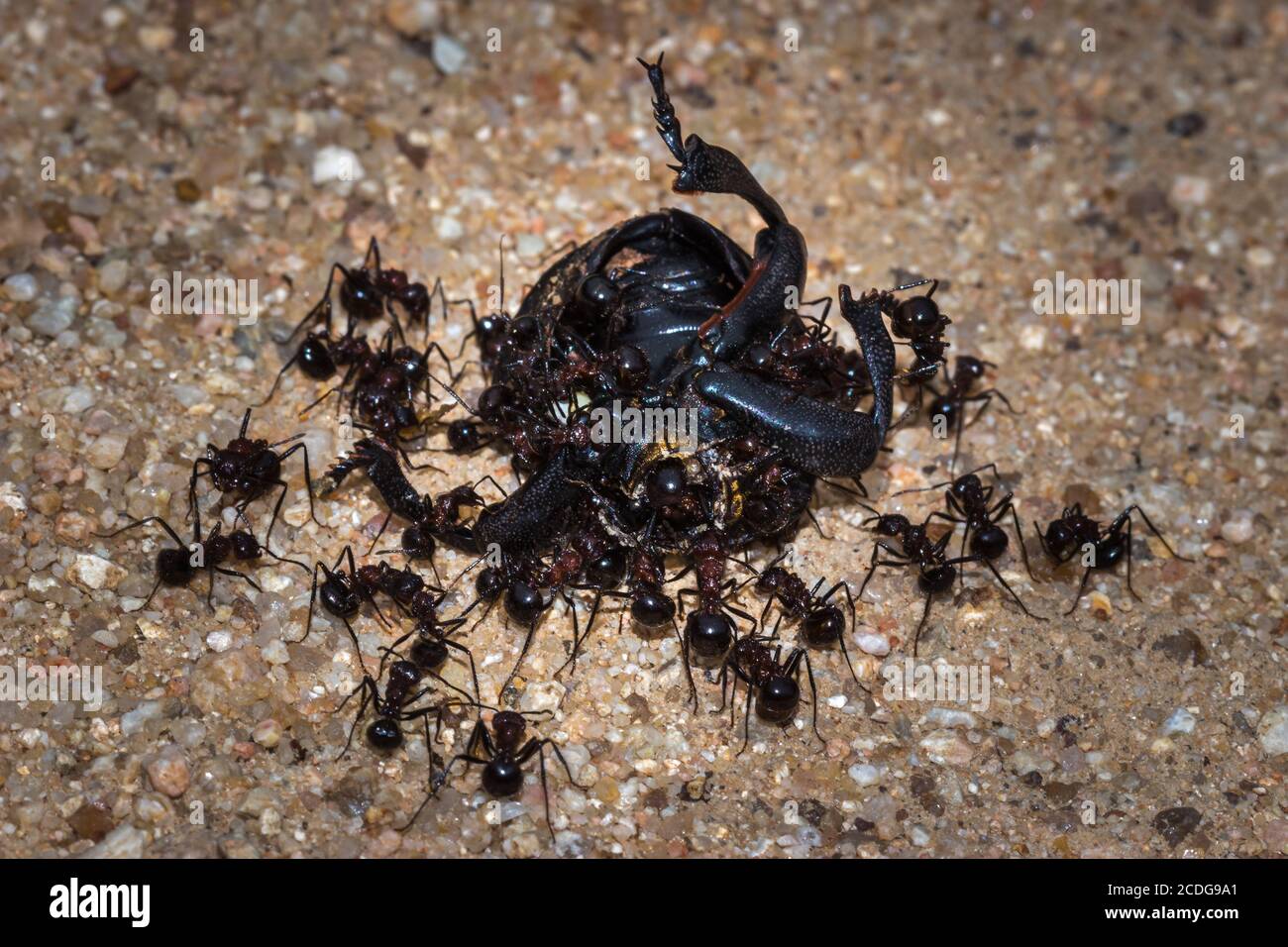 Siafu Ants Attack