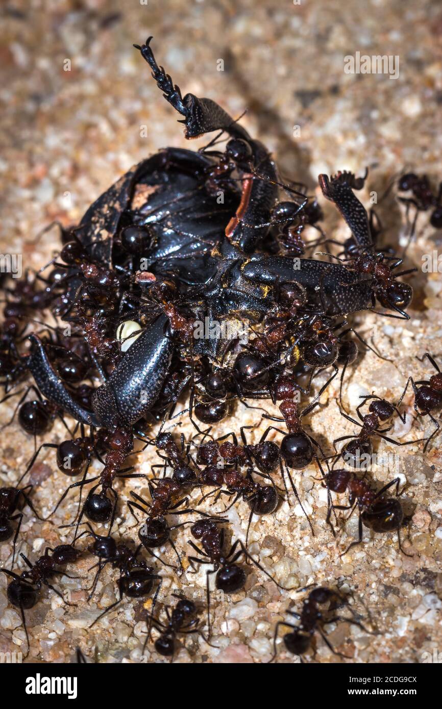 African Army Ants Swarm