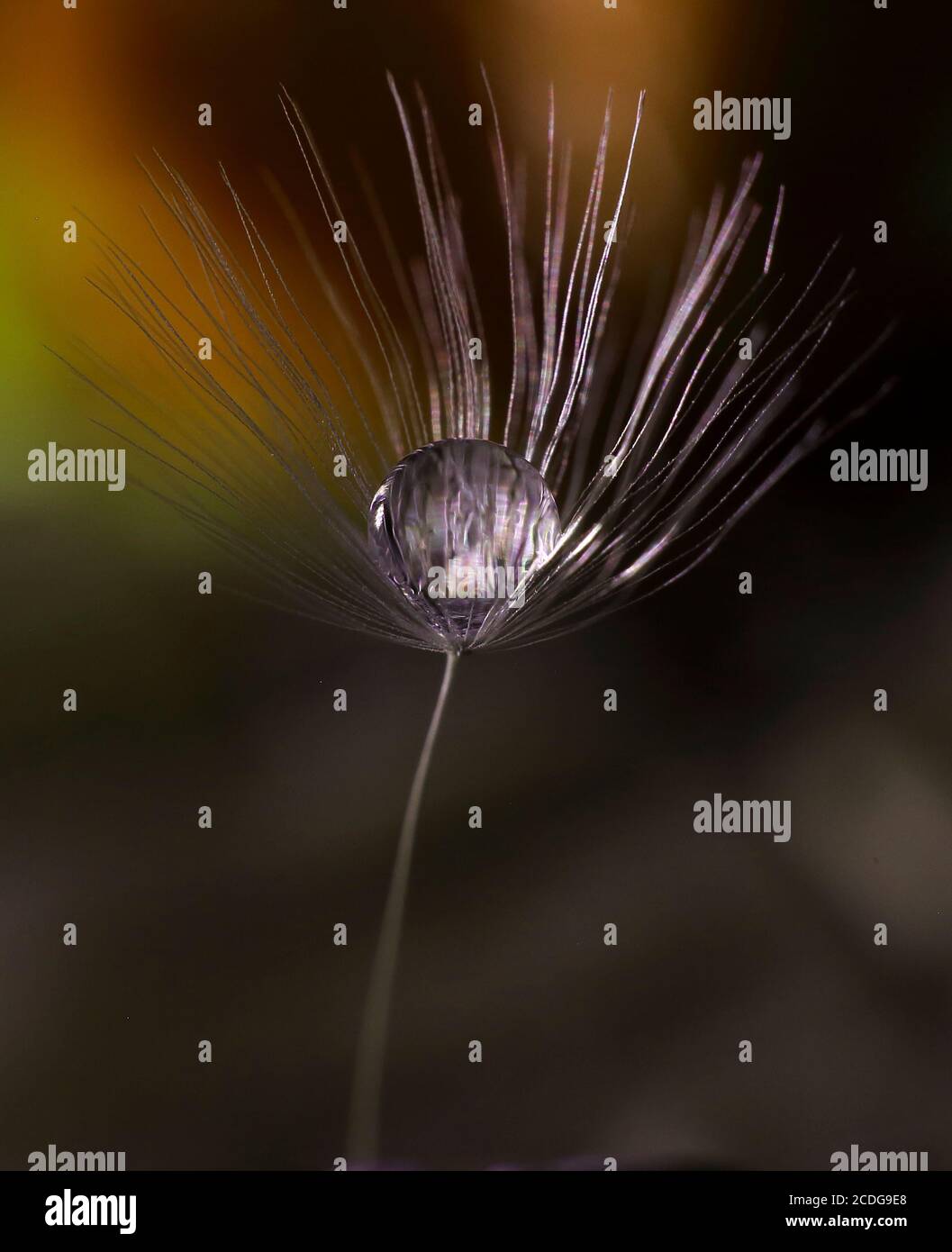 Various Macro Photography credit Ian Fairbrother/Alamy Stock Photos ...