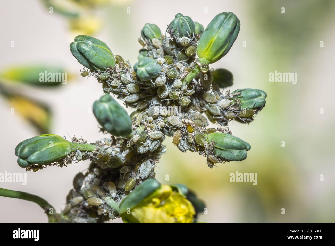Grey aphids feeding on a broccoli plant, Cape Town, South Africa Stock ...