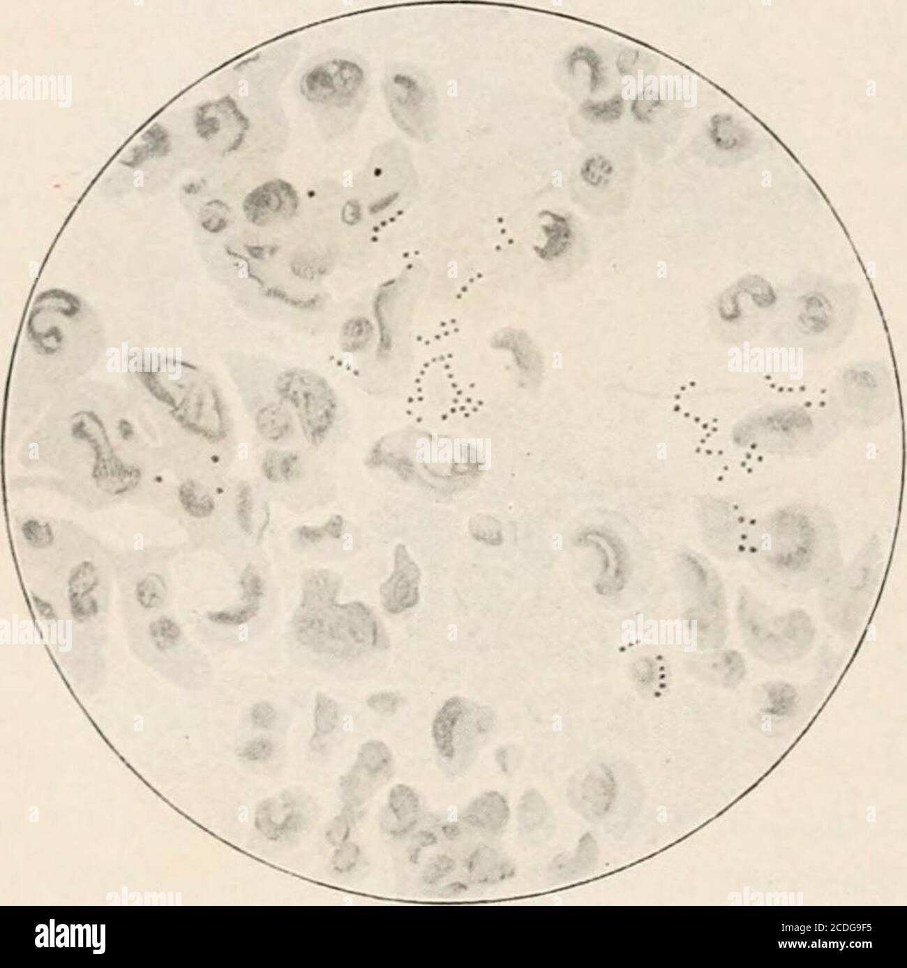Diplobacillus Bacteria