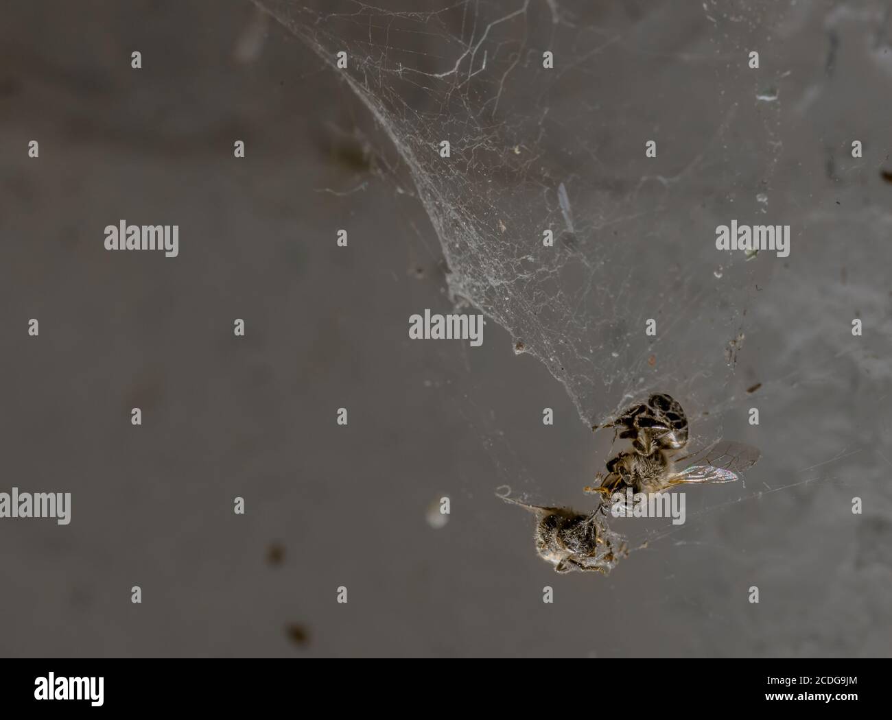 Two honey bees stuck in a spiders web, South Africa Stock Photo - Alamy