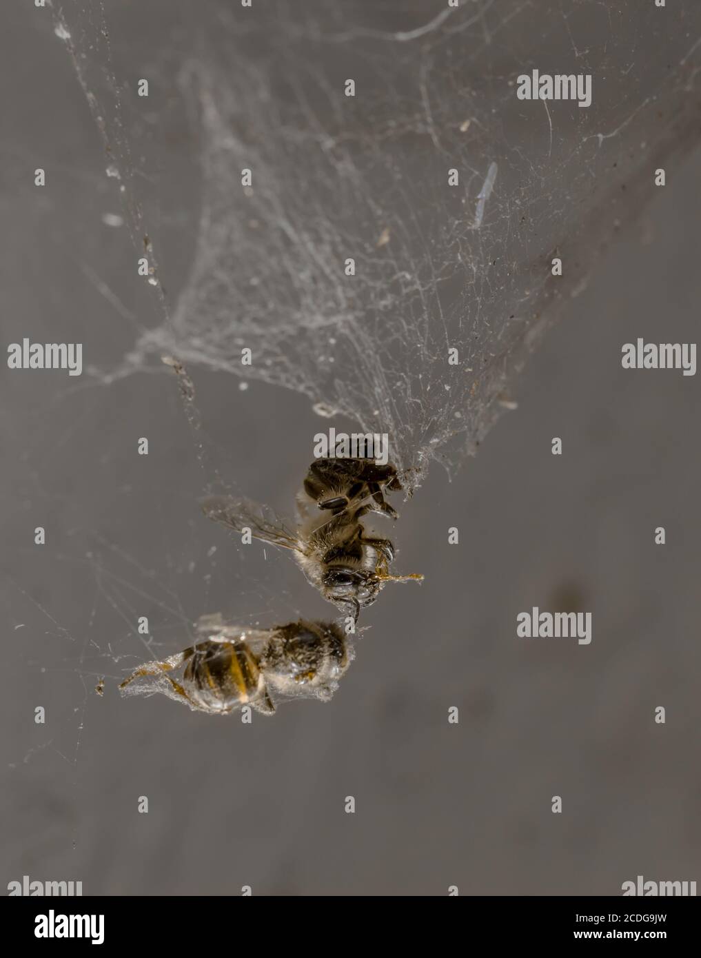 Bee caught in spiders web hi-res stock photography and images - Alamy