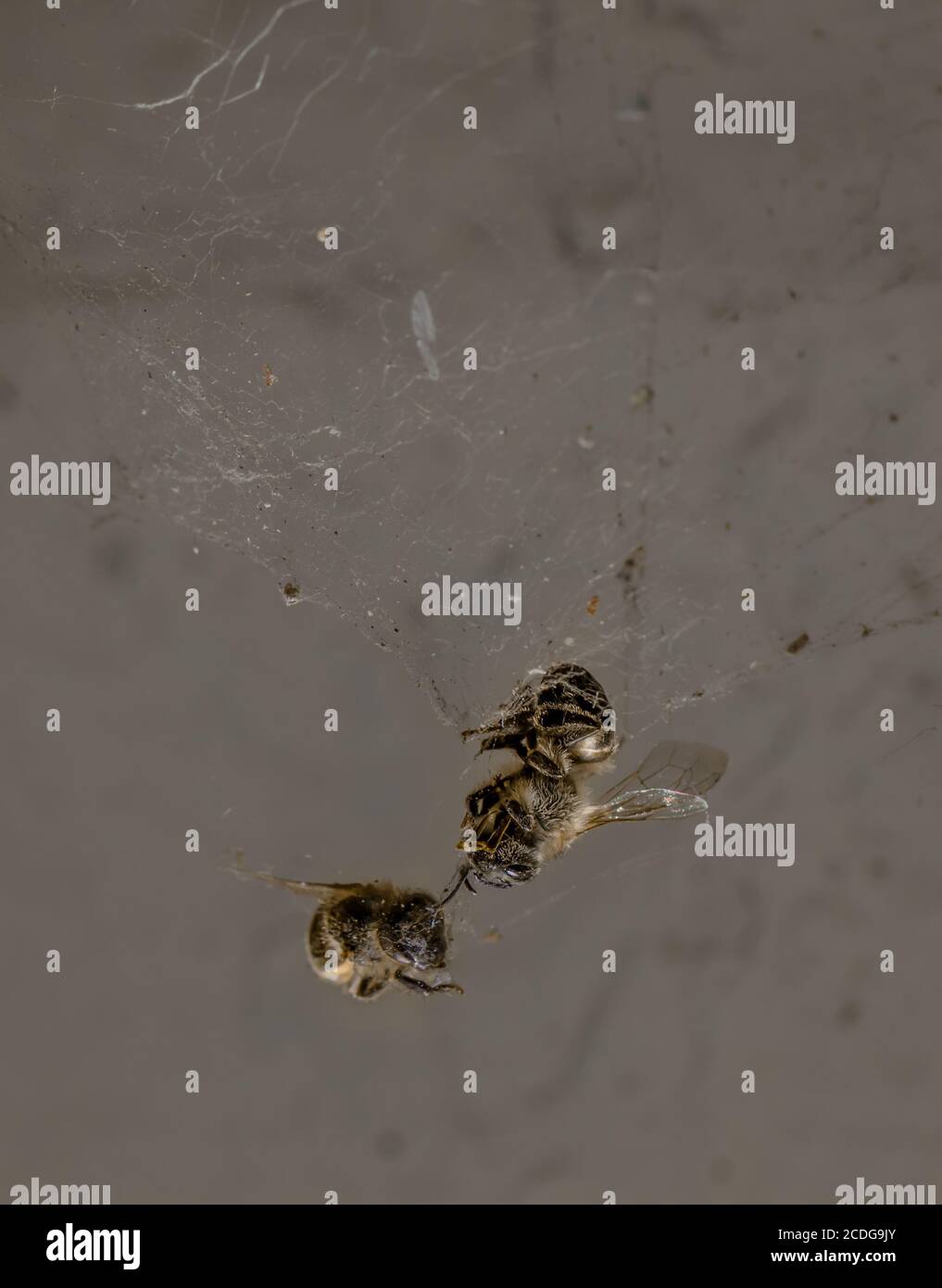 Two honey bees stuck in a spiders web, South Africa Stock Photo - Alamy