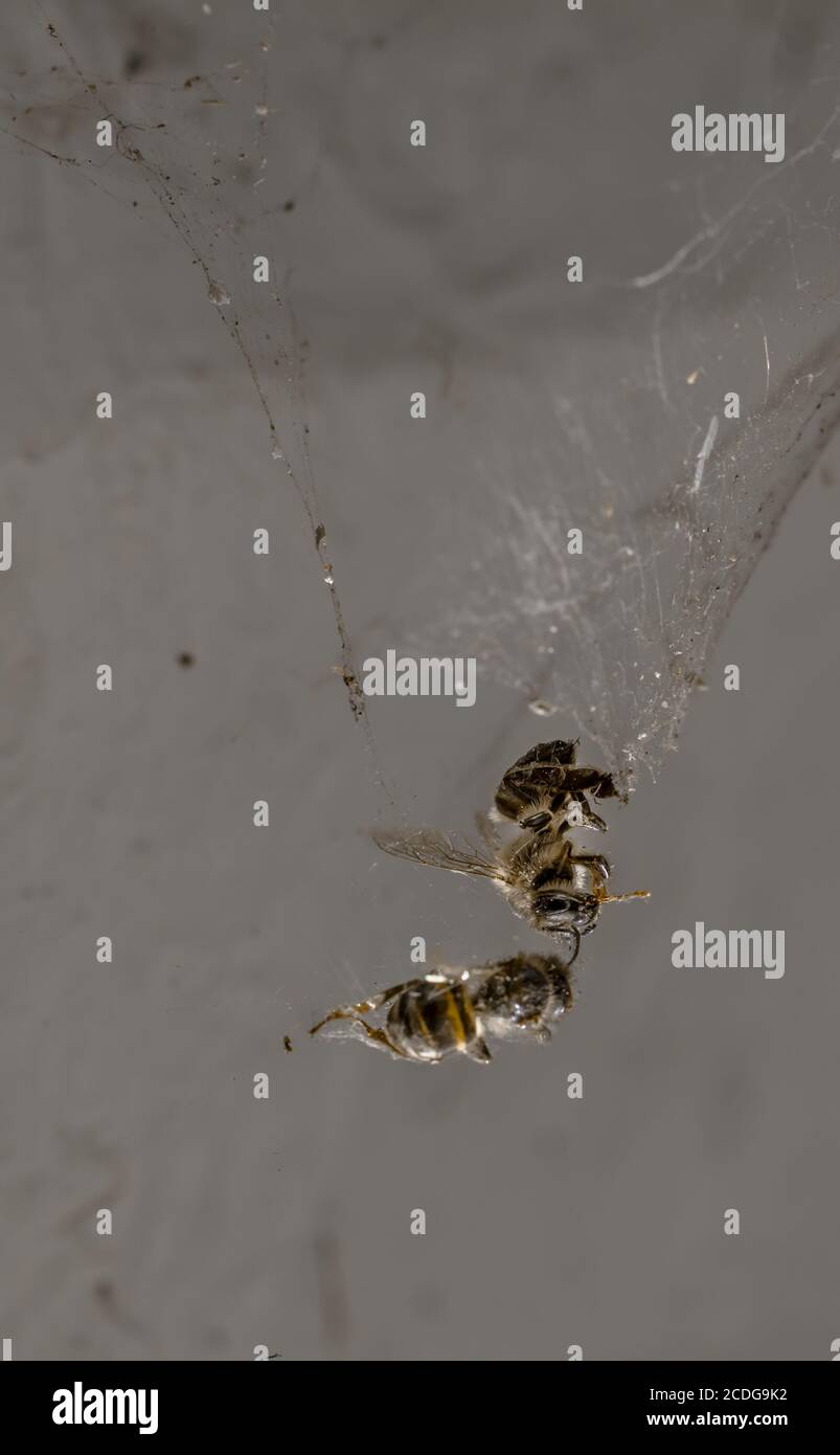 Two honey bees stuck in a spiders web, South Africa Stock Photo - Alamy