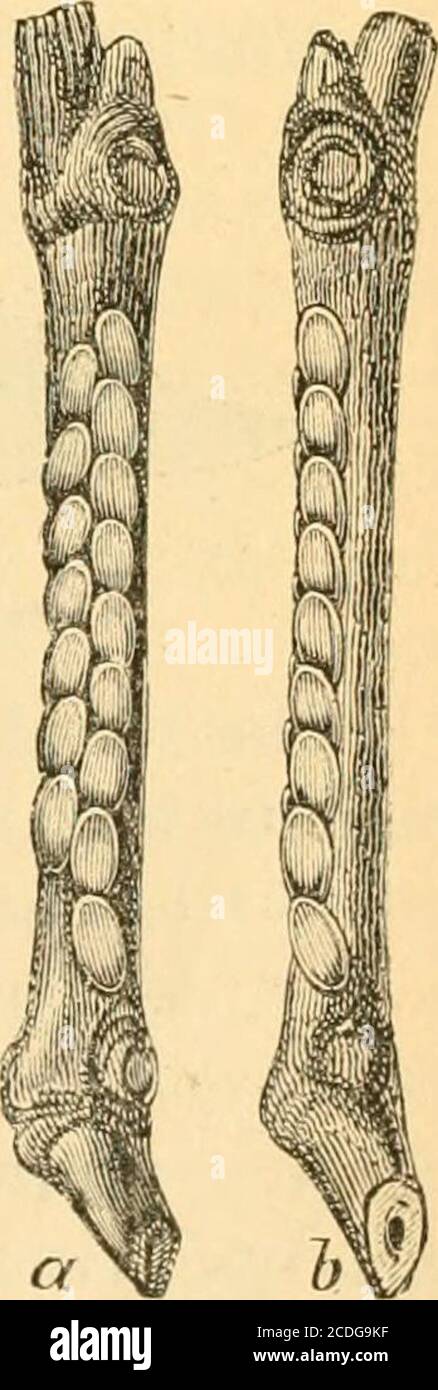 Ovipositors hi-res stock photography and images - Alamy