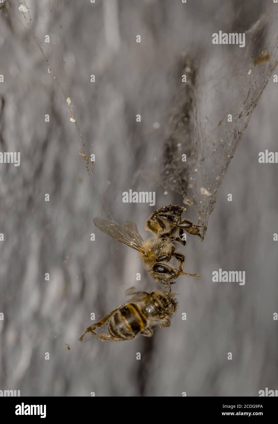 Two honey bees stuck in a spiders web, South Africa Stock Photo - Alamy