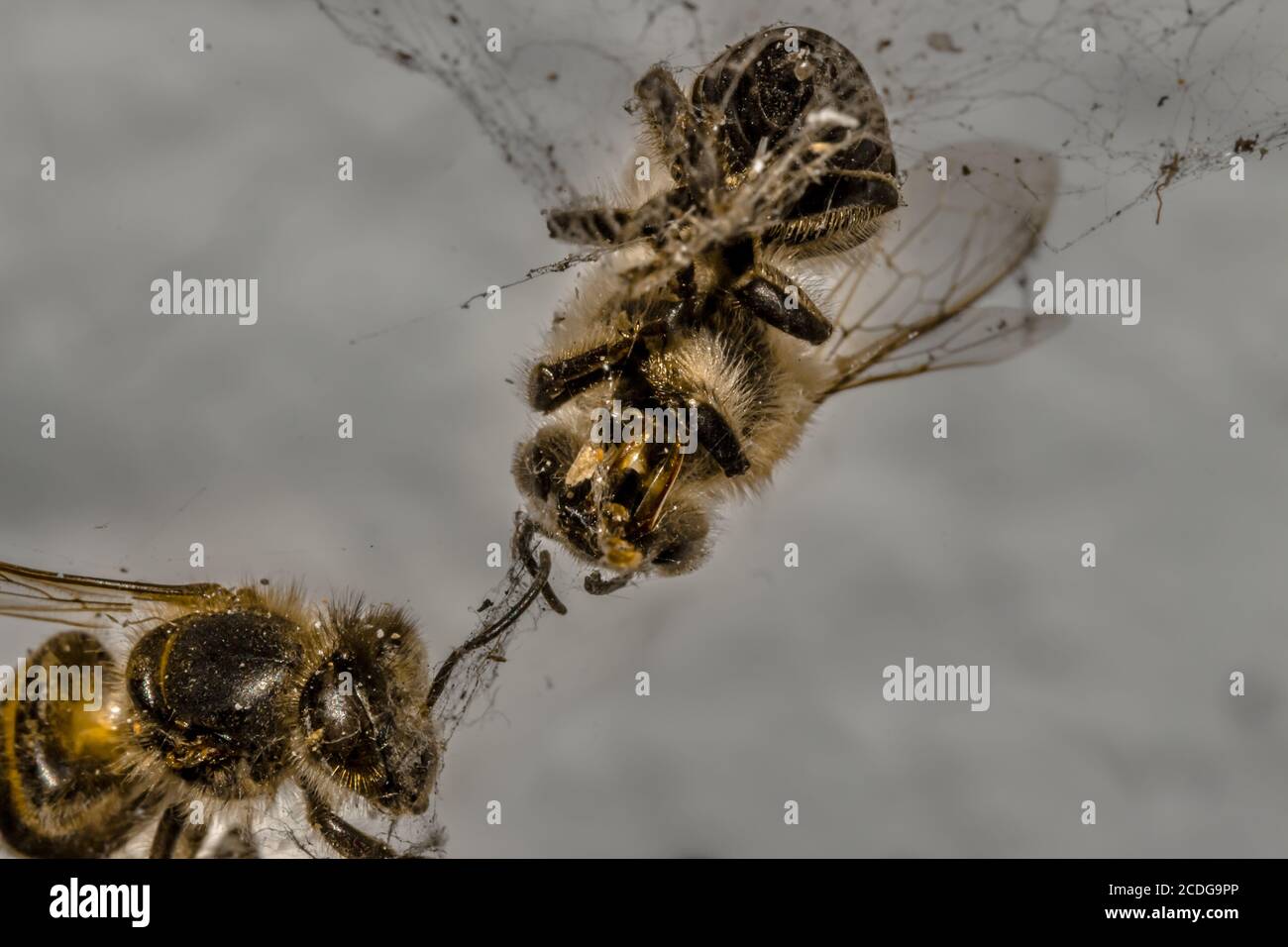 Two honey bees stuck in a spiders web, South Africa Stock Photo - Alamy