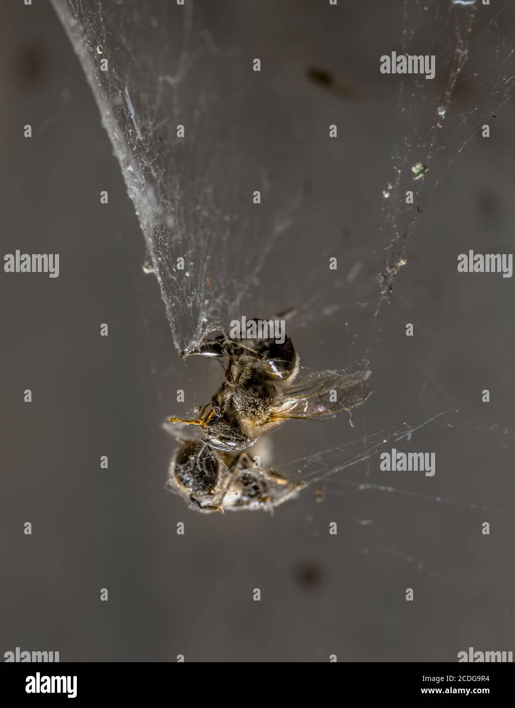 Two honey bees stuck in a spiders web, South Africa Stock Photo - Alamy
