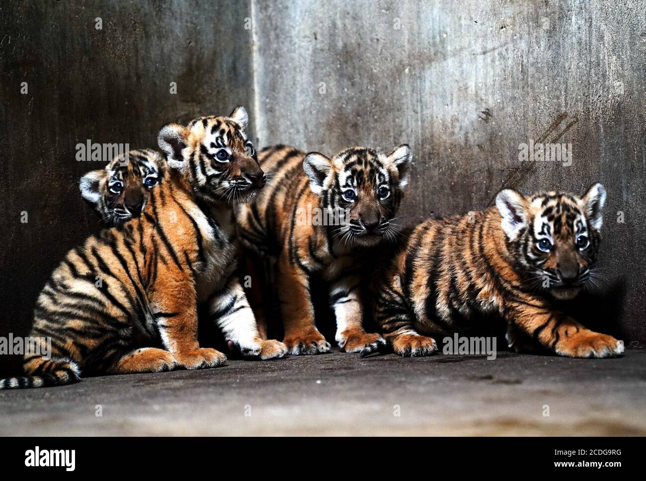 Shanghai, Aug. 28. 4th July, 2020. South China Tiger cubs are seen at ...