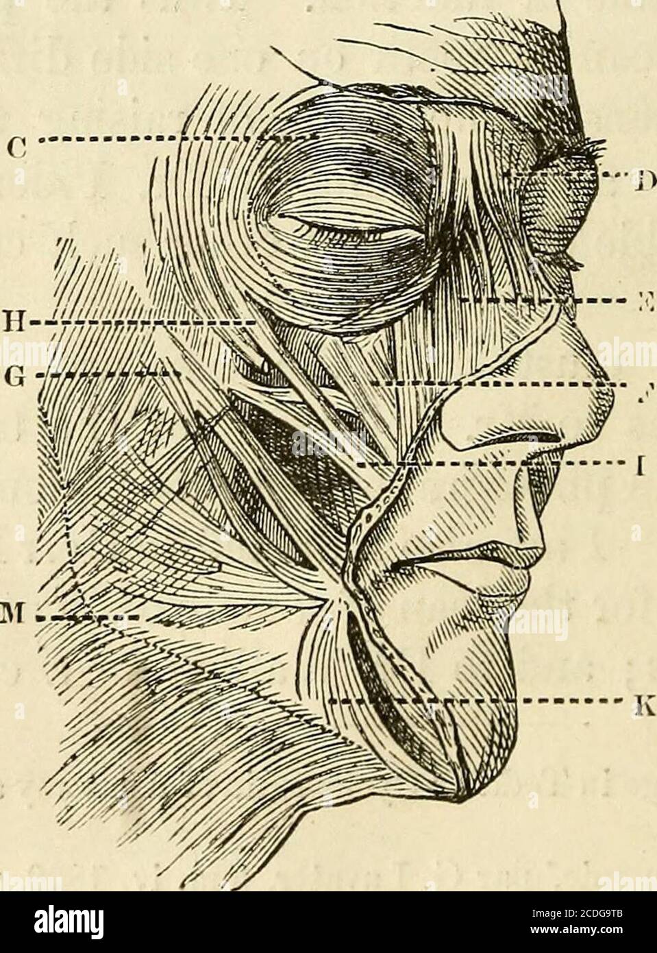 . The expression of the emotions in man and animals . Fig. 1. Diagram ...