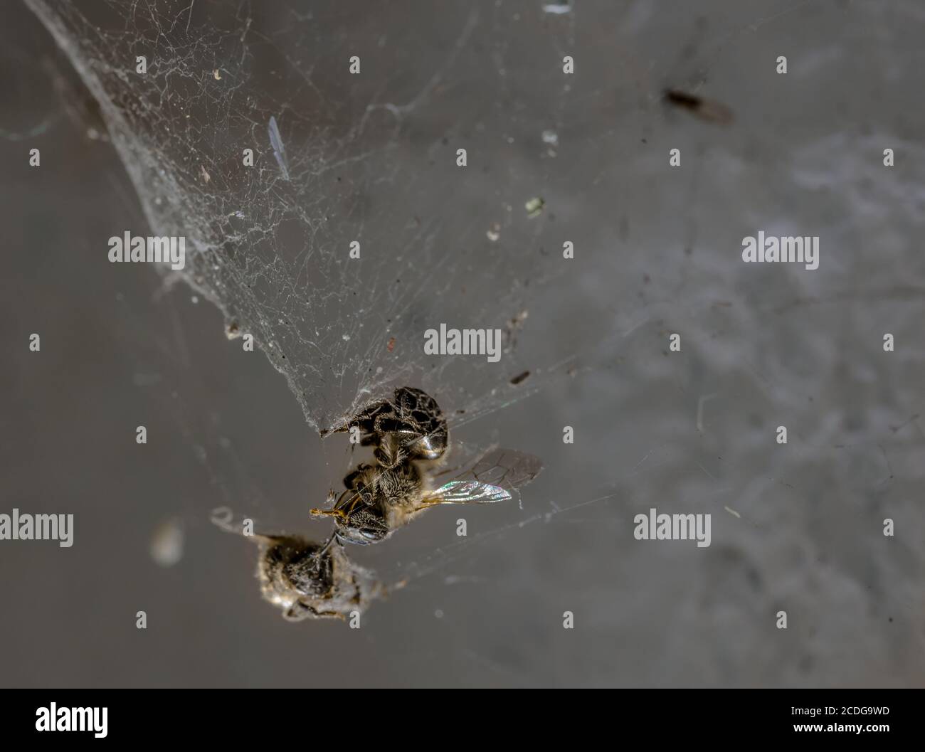 Two honey bees stuck in a spiders web, South Africa Stock Photo - Alamy
