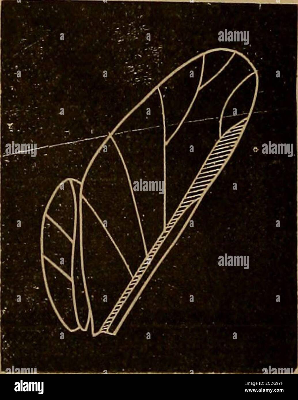 . Insects, injurious and beneficial, their natural history and ...