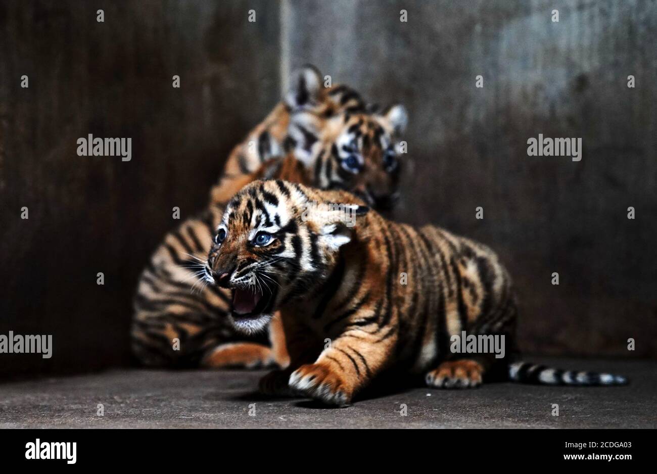 Tiger in shanghai hi-res stock photography and images - Alamy