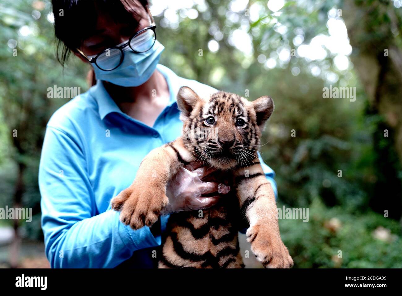 Female zoo keeper tiger hi-res stock photography and images - Alamy