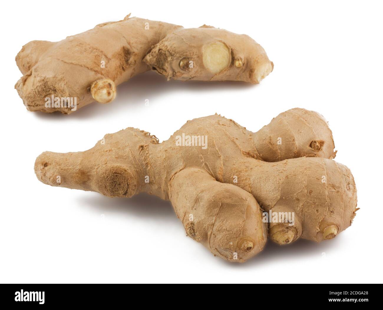 Two roots hi-res stock photography and images - Alamy