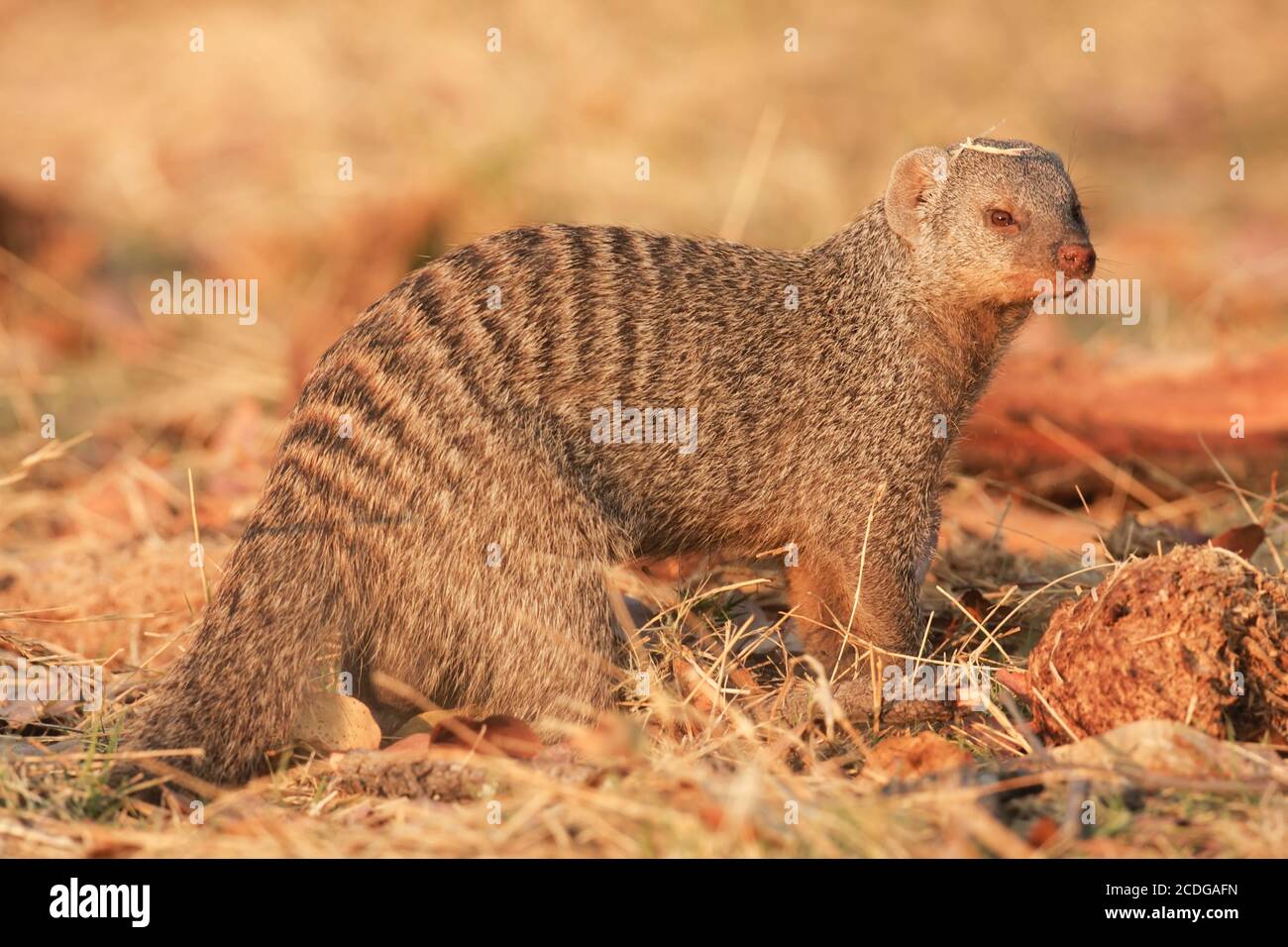 Mongoose behavior hi-res stock photography and images - Alamy
