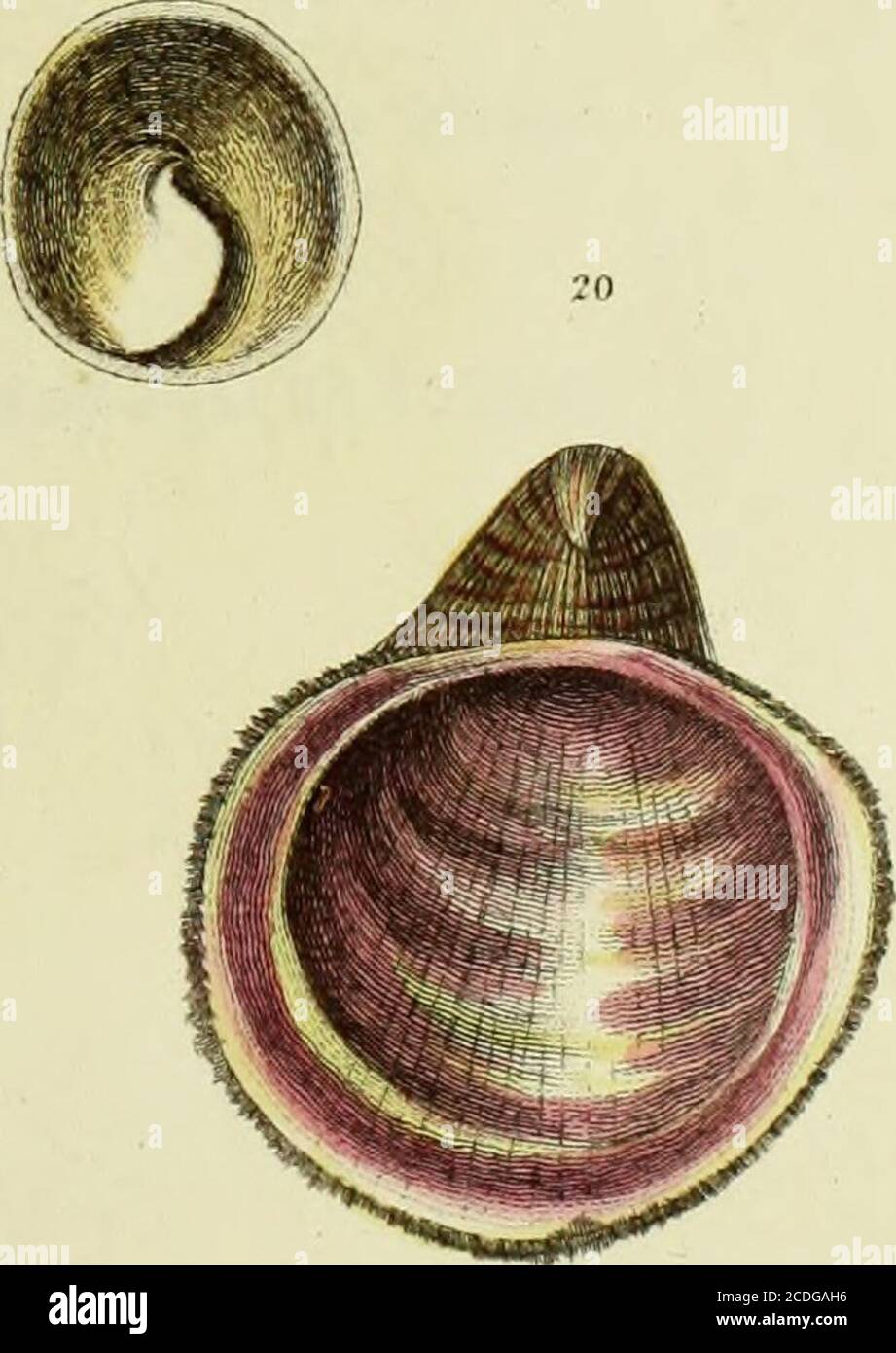 Bulla hydatis hi-res stock photography and images - Alamy