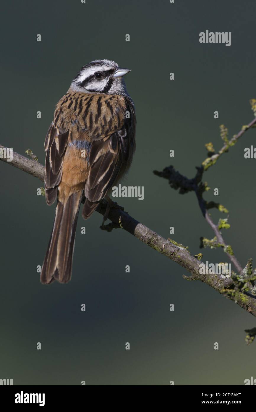 Rock bunting hi-res stock photography and images - Alamy