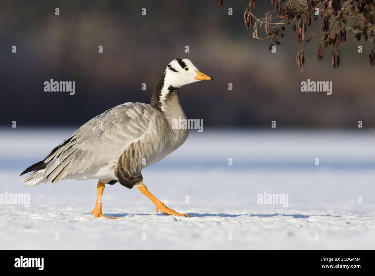 Indian goose hi-res stock photography and images - Alamy