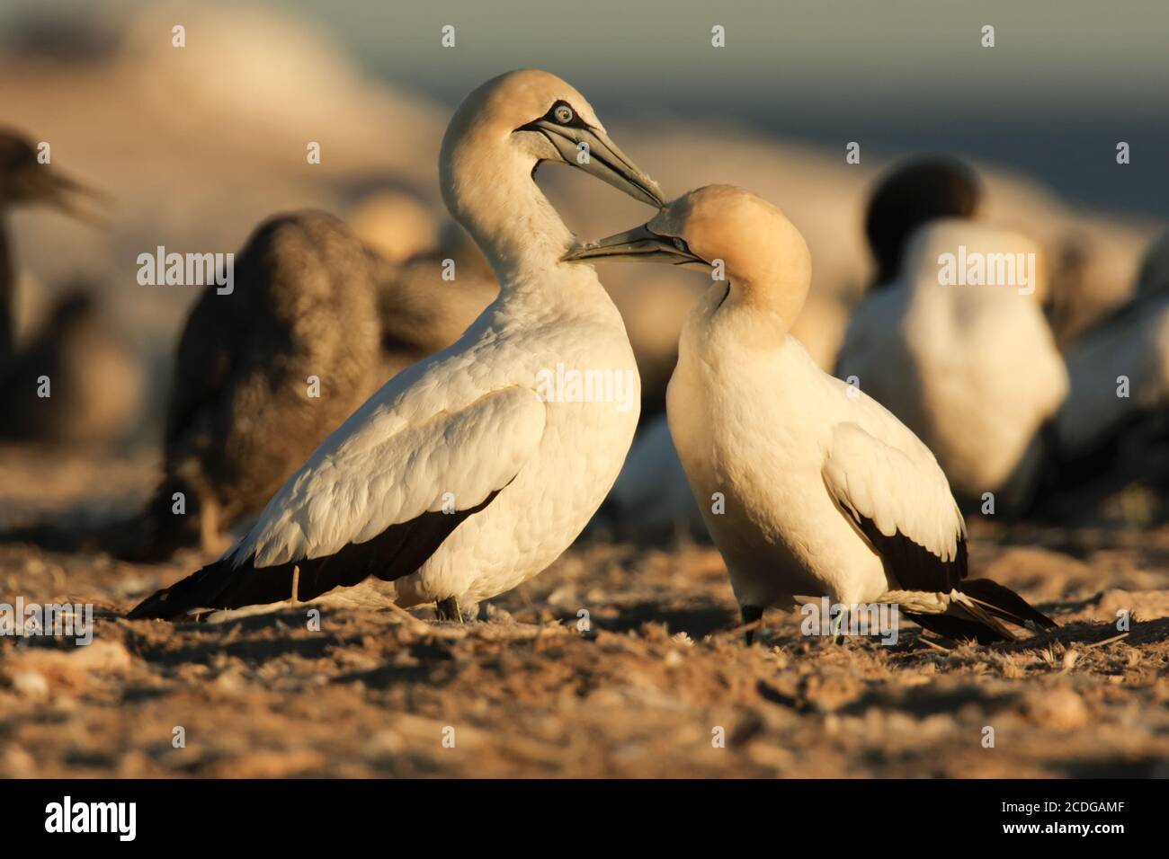 Scissoring hi-res stock photography and images - Alamy