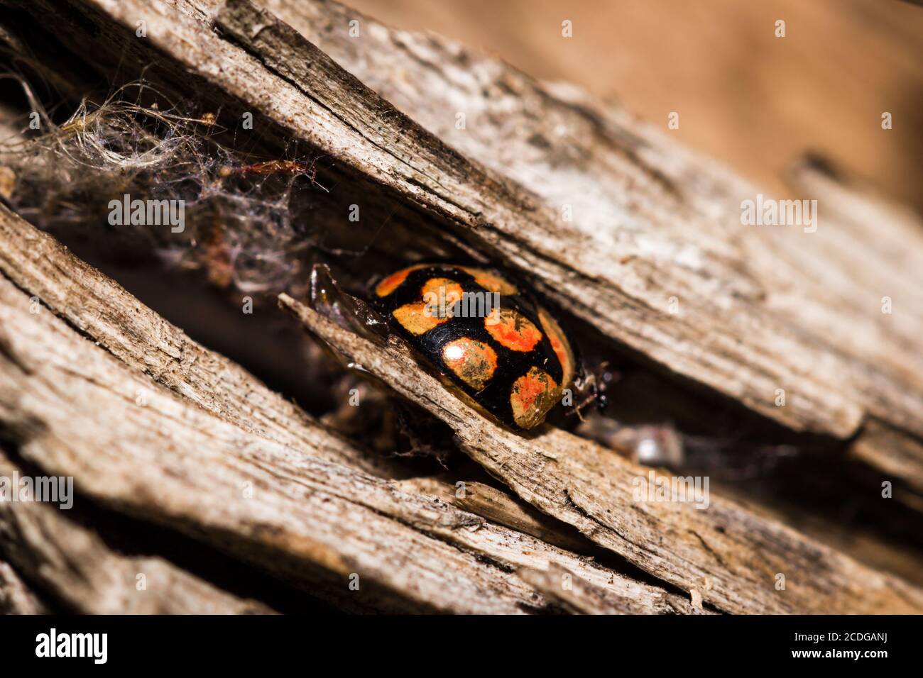 Ladybird shell in a tree, Cape Town, South Africa Stock Photo - Alamy